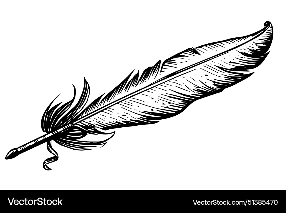Feather engraved in sketch style isolated on white