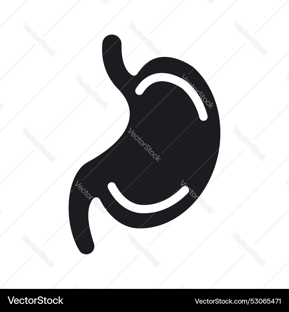 Stomach icon isolated on white background Vector Image
