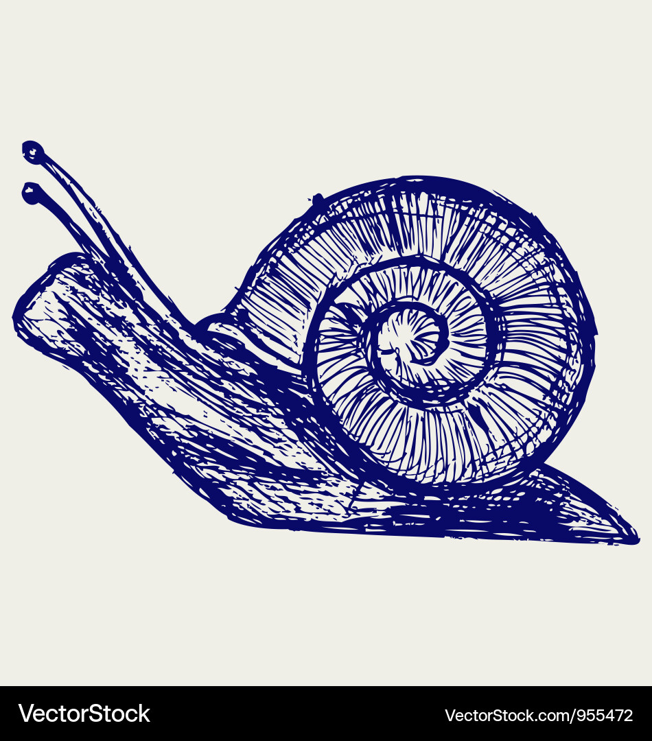 Detailed Snail Sketch Royalty Free Vector Image