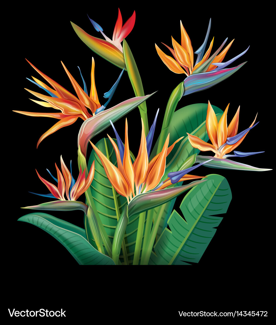 Strelitzia Flower Bouquet Royalty Free Vector Image