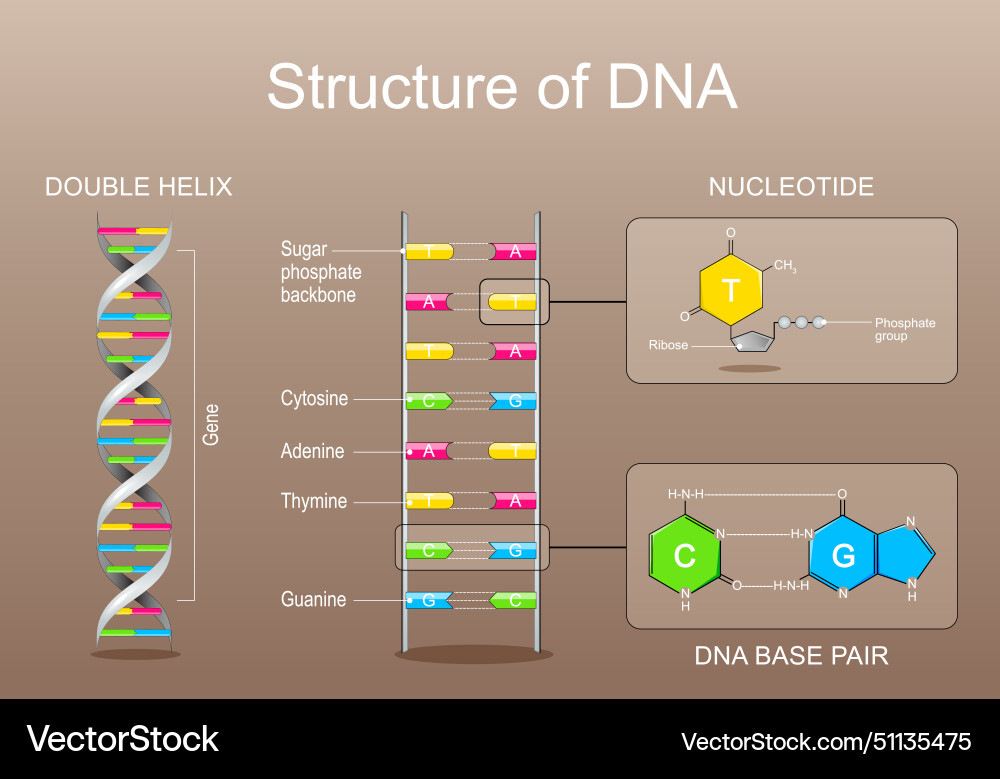 Dna structure Royalty Free Vector Image - VectorStock