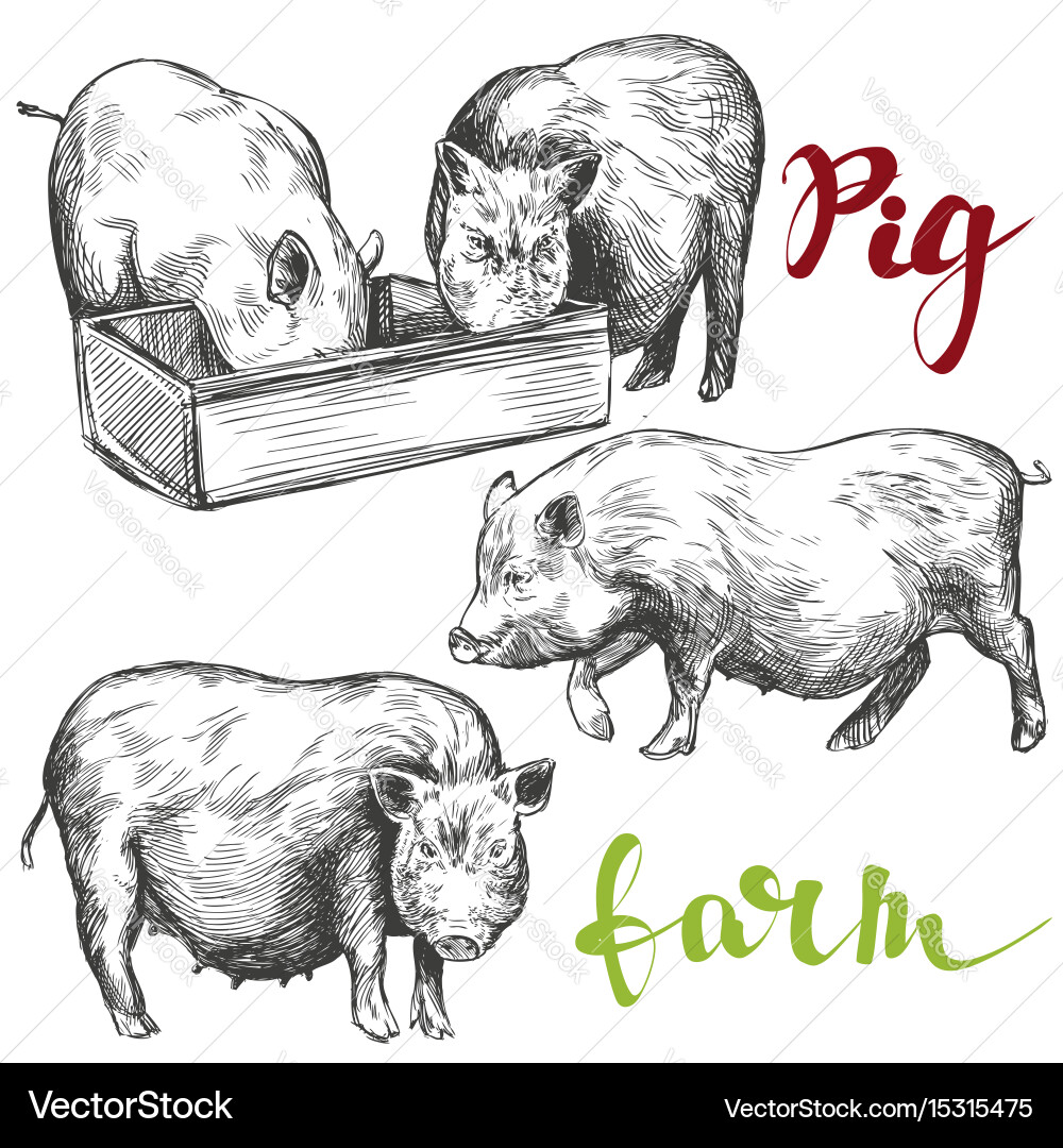 Farm pig set hand drawn Royalty Free Vector Image