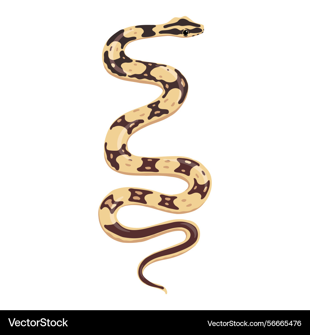 Drawing snake boa constrictor imperator Royalty Free Vector
