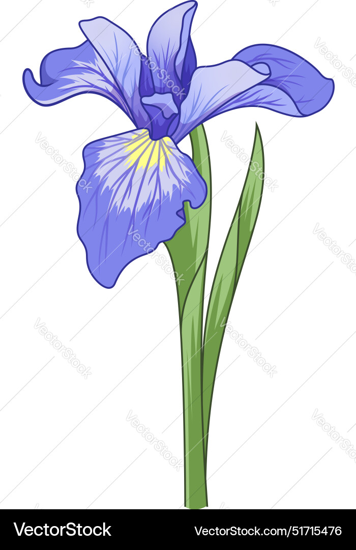 Semi-realistic irises flower cartoon Royalty Free Vector