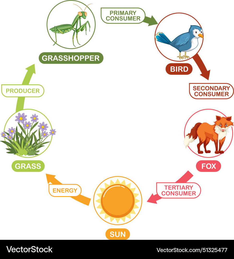 Depicts a simple food chain cycle Royalty Free Vector Image
