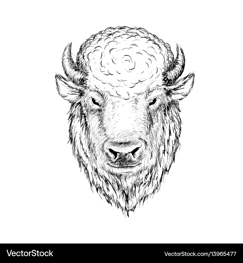 Head of buffalo Royalty Free Vector Image - VectorStock