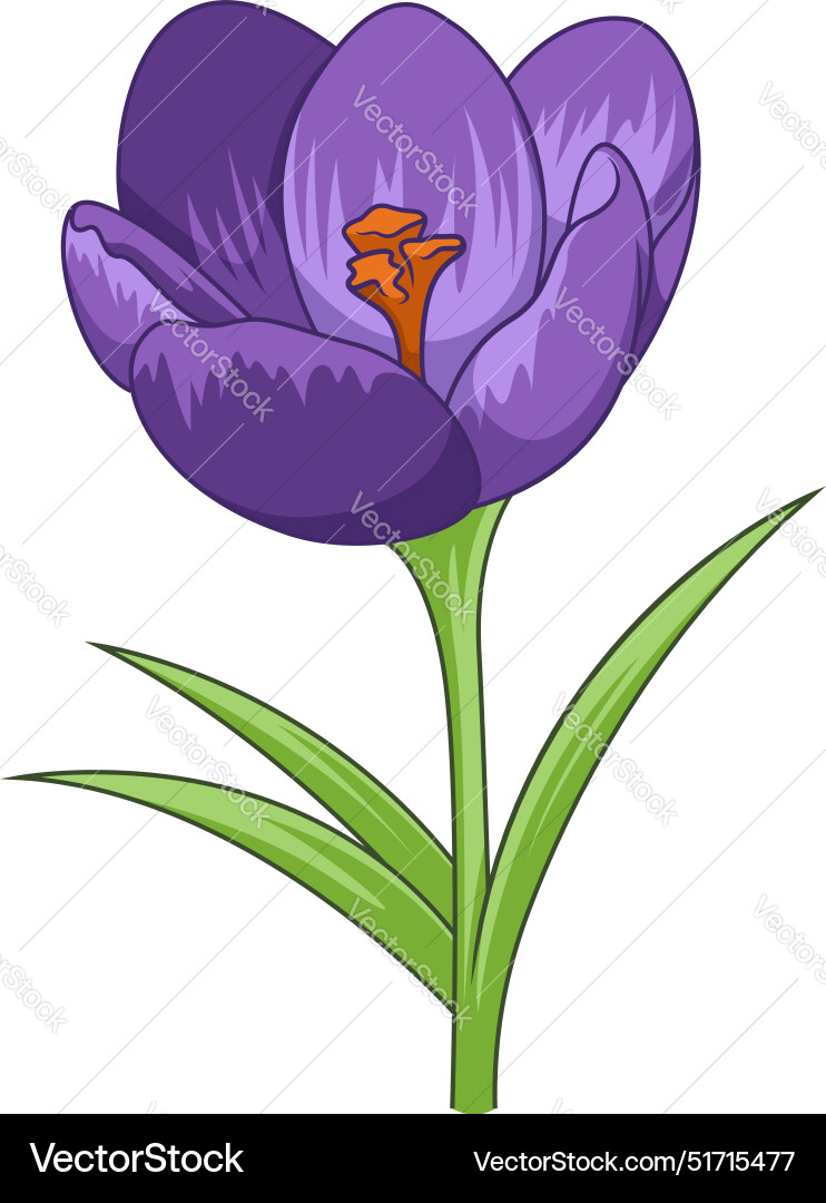 Semi-realistic crocus flower cartoon Royalty Free Vector