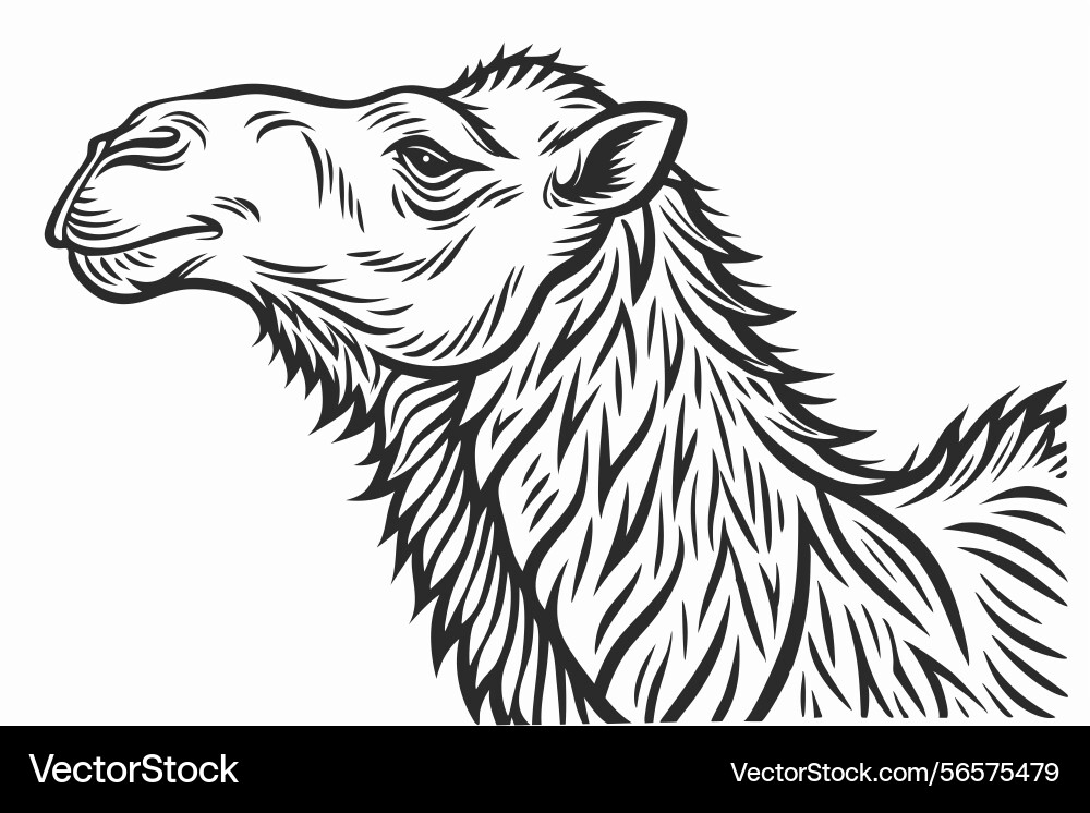 Camel line art Royalty Free Vector Image - VectorStock
