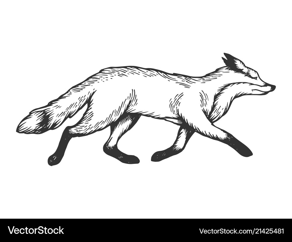 Running fox animal engraving Royalty Free Vector Image