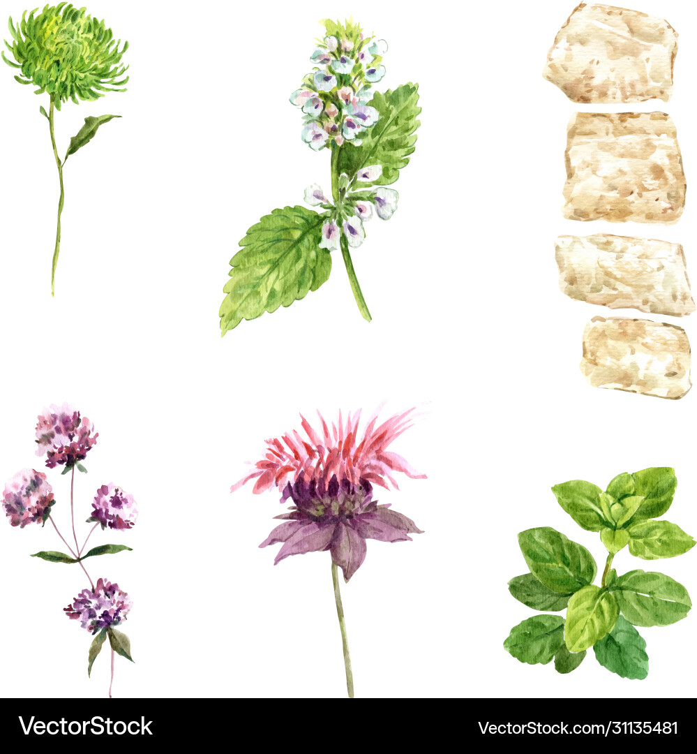 Kostenlose Salbei Vector Images (37)