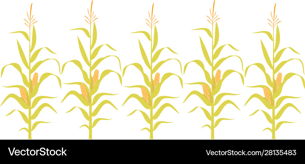 Corn stalk Royalty Free Vector Image - VectorStock