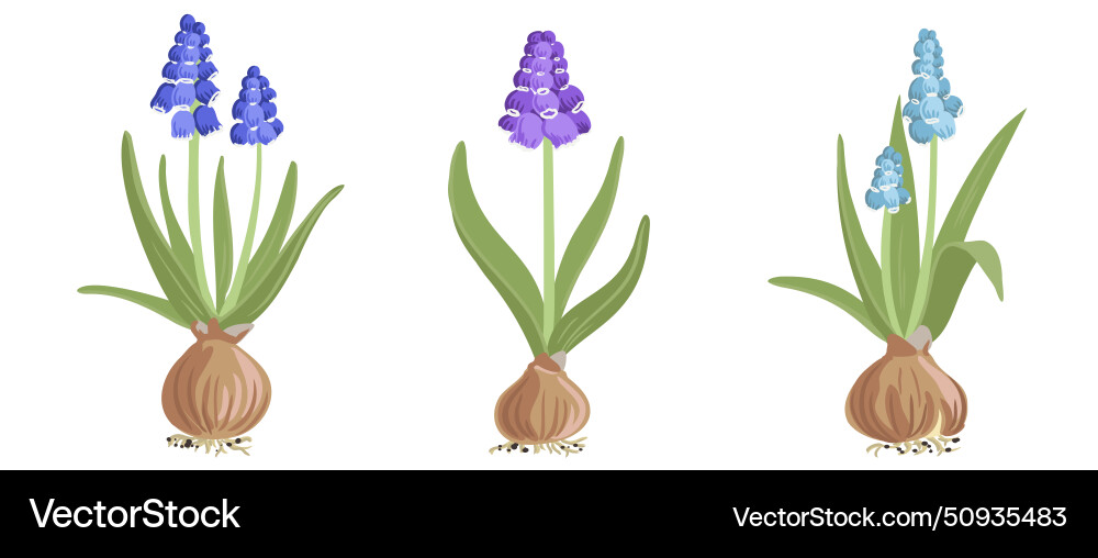 Drawing wild flowersgrape hyacinth Royalty Free Vector Image
