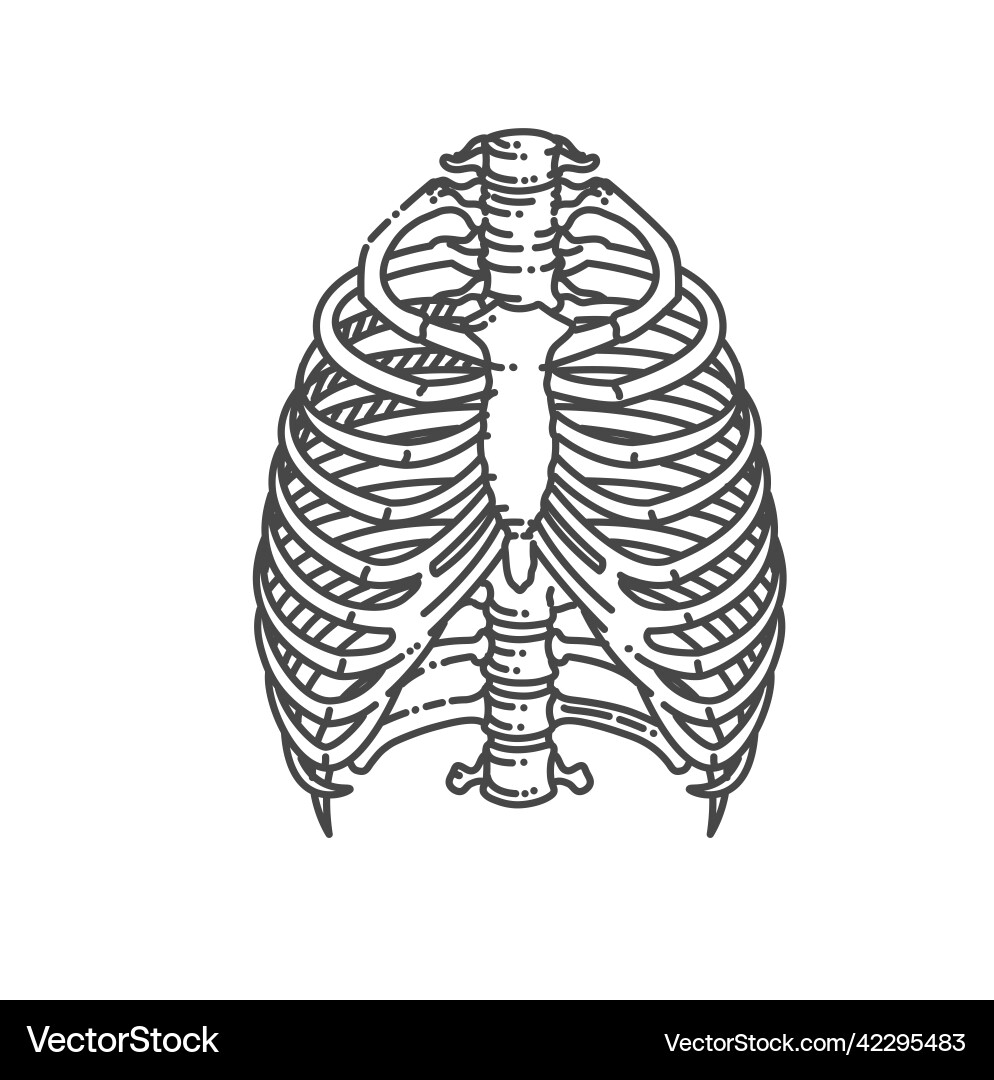 Rib cage bones thorax Royalty Free Vector Image