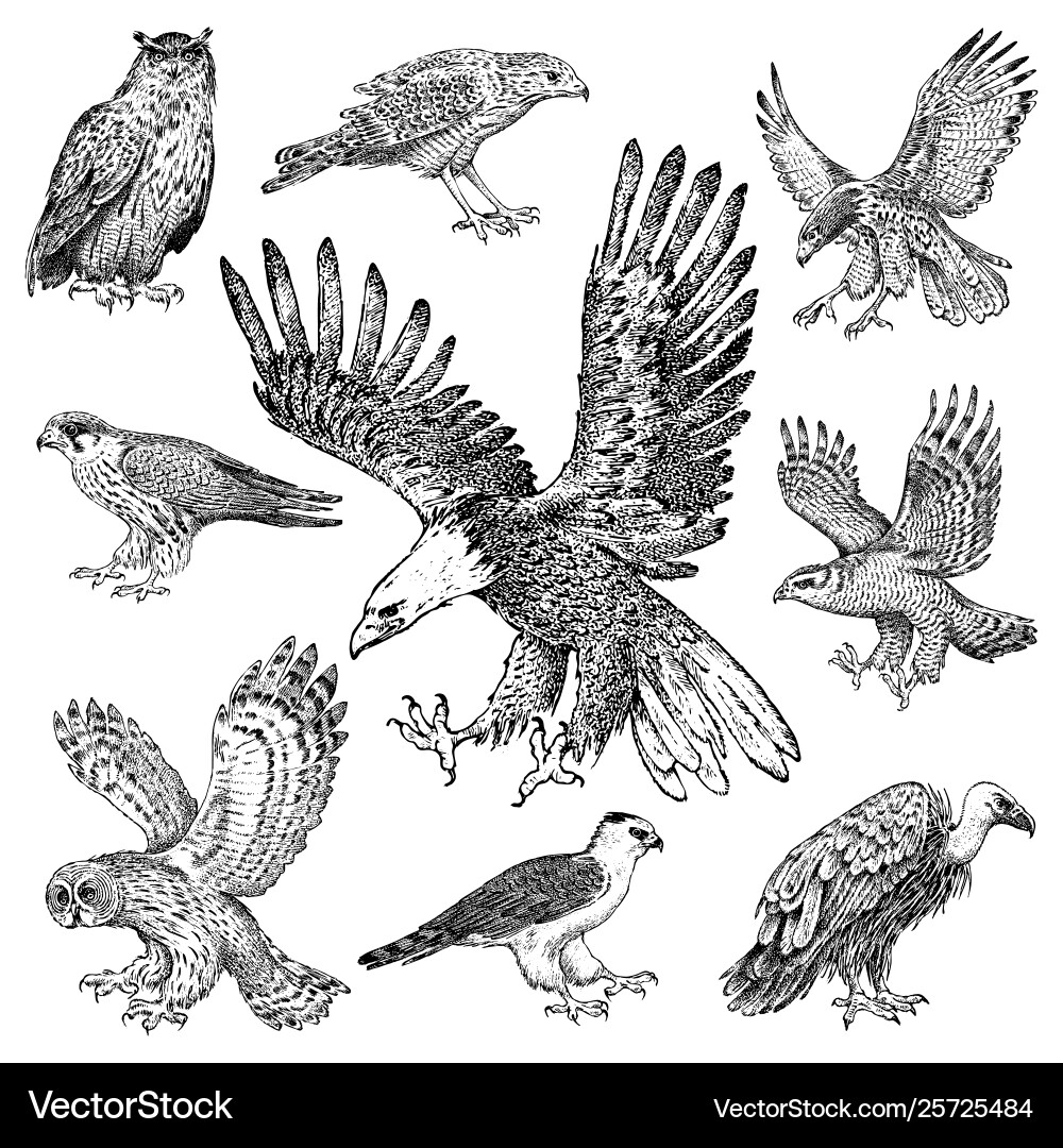 Set realistic birds goshawk griffon vulture Vector Image
