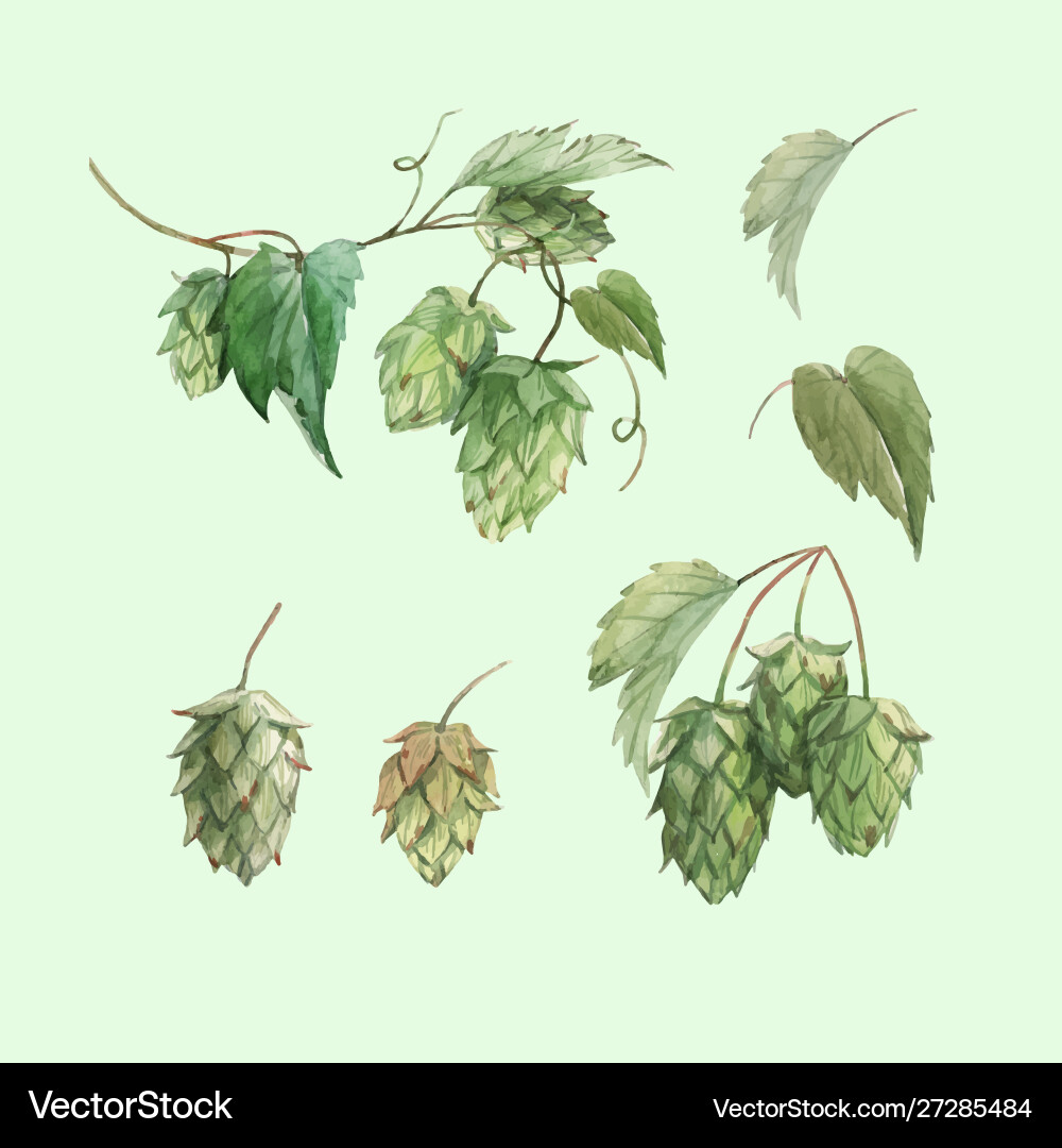 Watercolor hop flowers set Royalty Free Vector Image