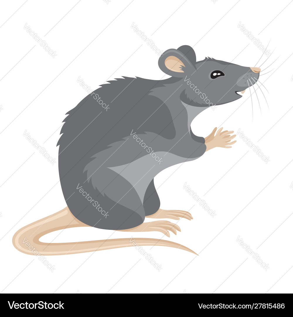 Cute gray rat Royalty Free Vector Image - VectorStock