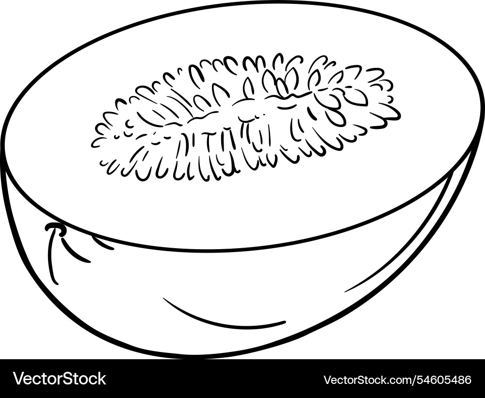 Melon fruit isolated outline Royalty Free Vector Image