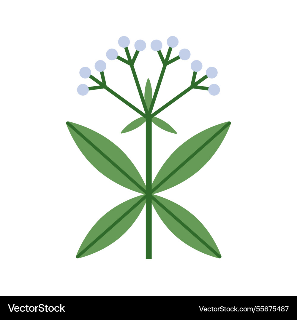 Floral branch with spring tiny blossoms leaves Vector Image