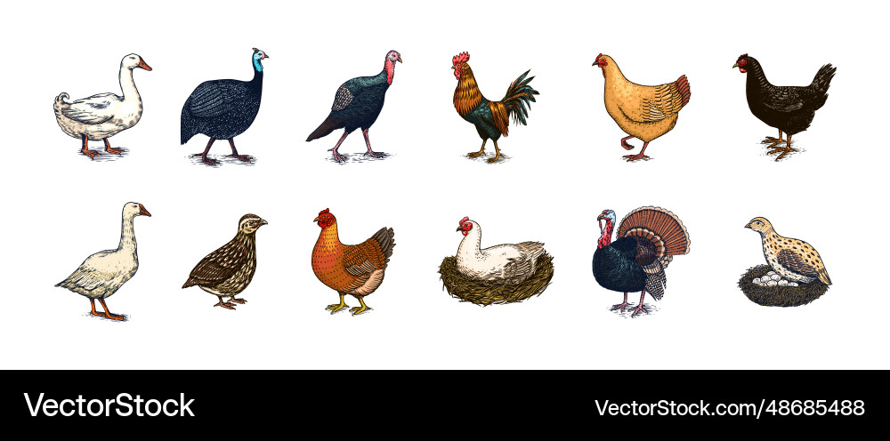 Farm Animals: Birds & Fowl Royalty Free Vector Image