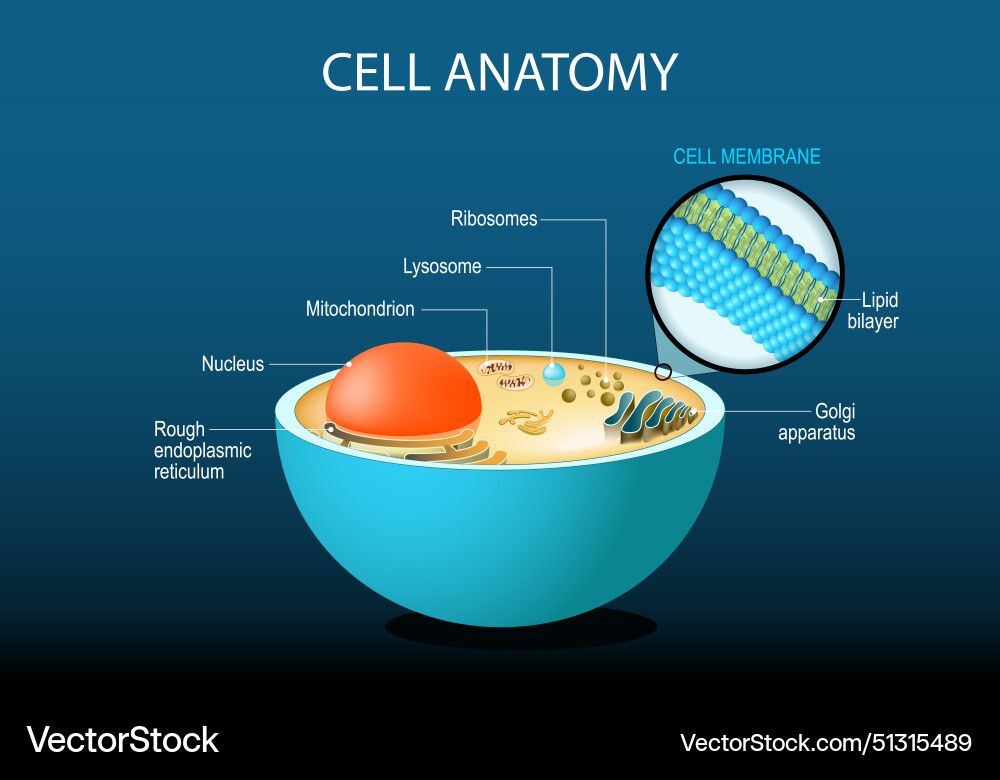 Cell anatomy structure and organelles Royalty Free Vector