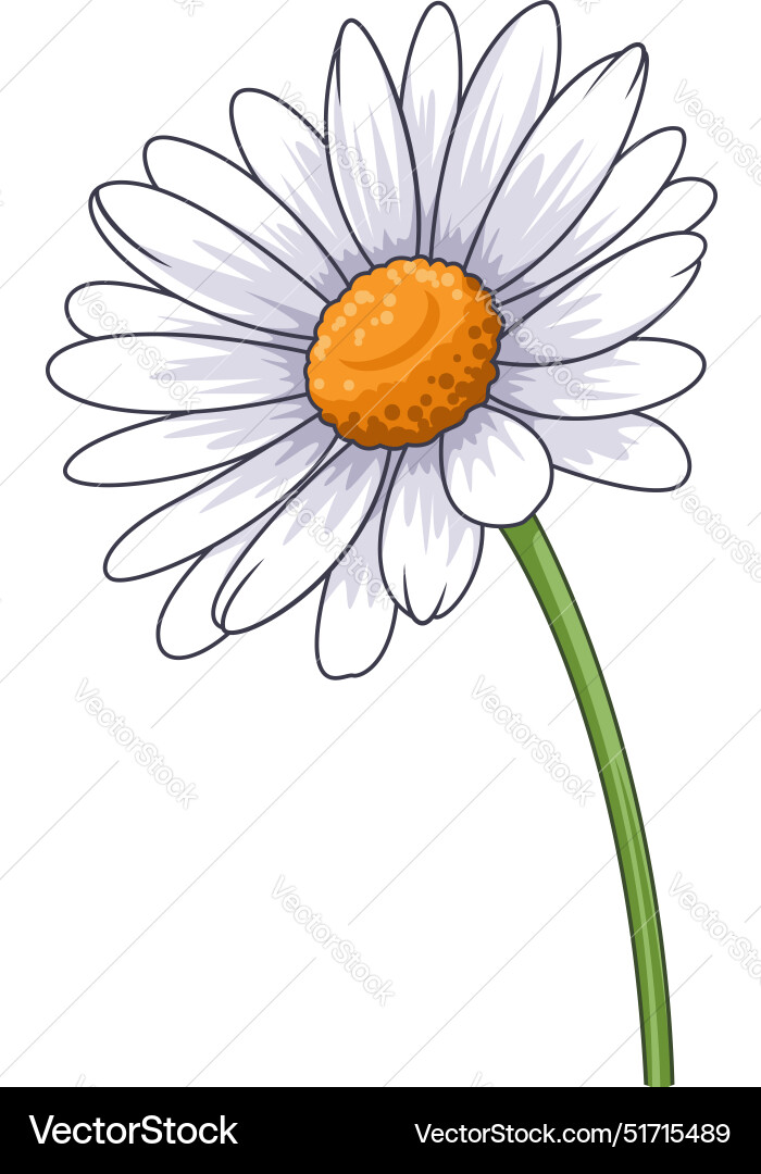 Semi-realistic common daisy flower cartoon Vector Image
