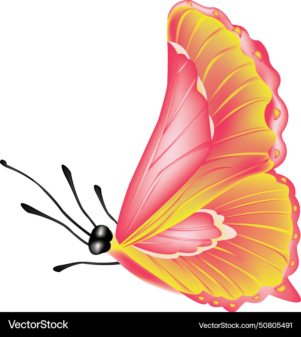 Butterfly design Royalty Free Vector Image - VectorStock