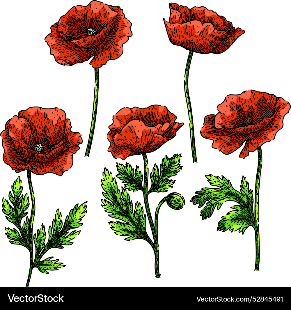 Poppy set sketch hand drawn Royalty Free Vector Image