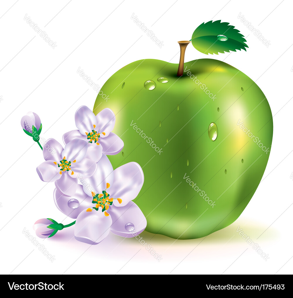 Apple the fruit and flowers Royalty Free Vector Image