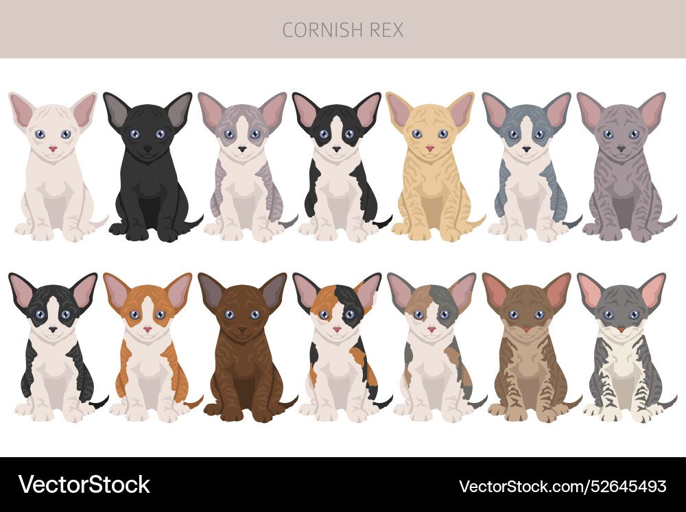 Cornish rex cat clipart all coat colors set Vector Image