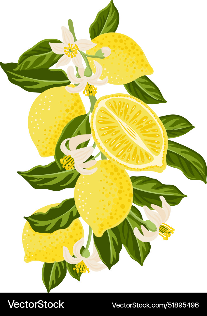 Drawing lemon tree branch Royalty Free Vector Image