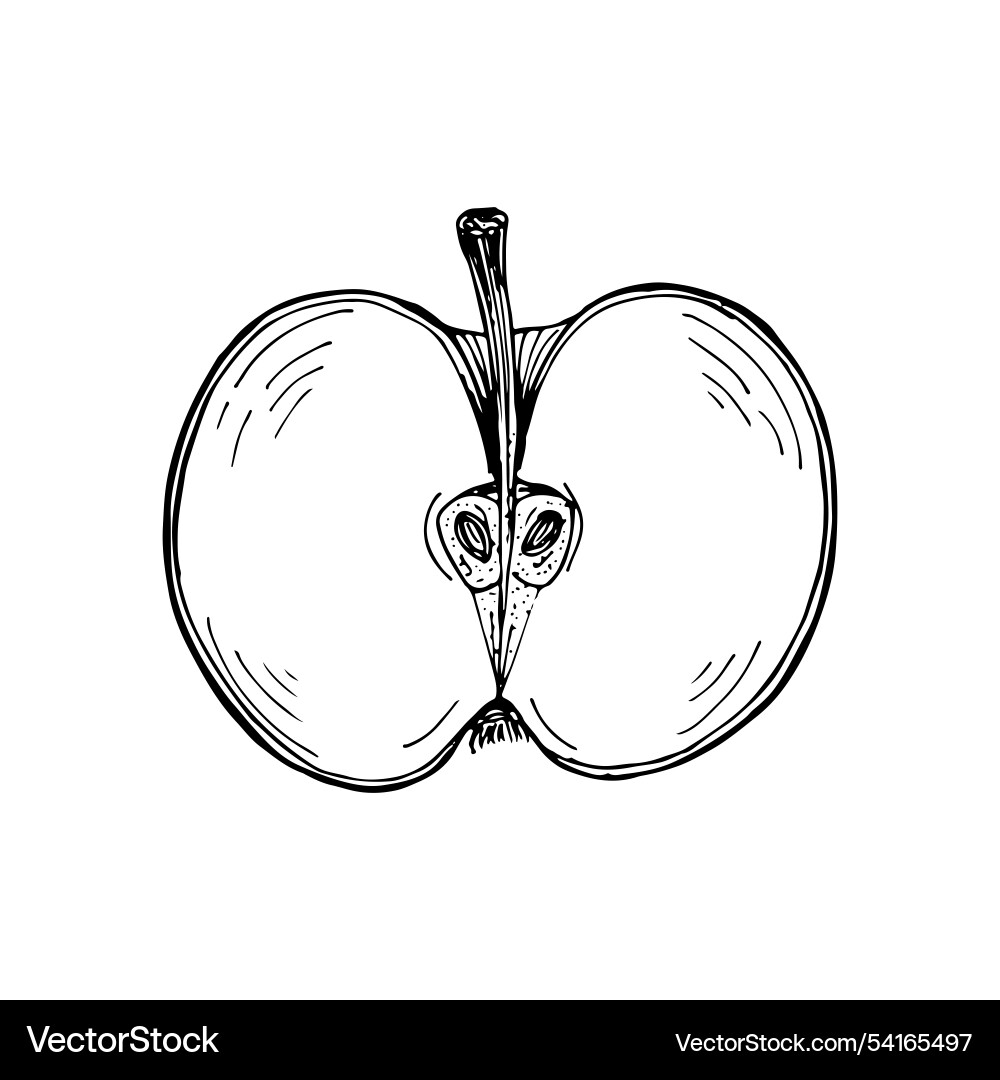 Apple fruit sketch outline simple doodle drawing Vector Image