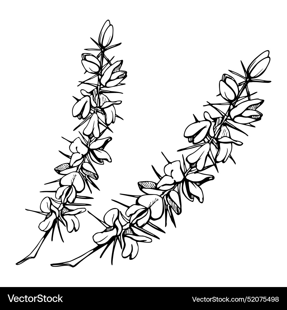 Ink Hand Drawn Sketch Of Isolated Object Scotch Vector Image