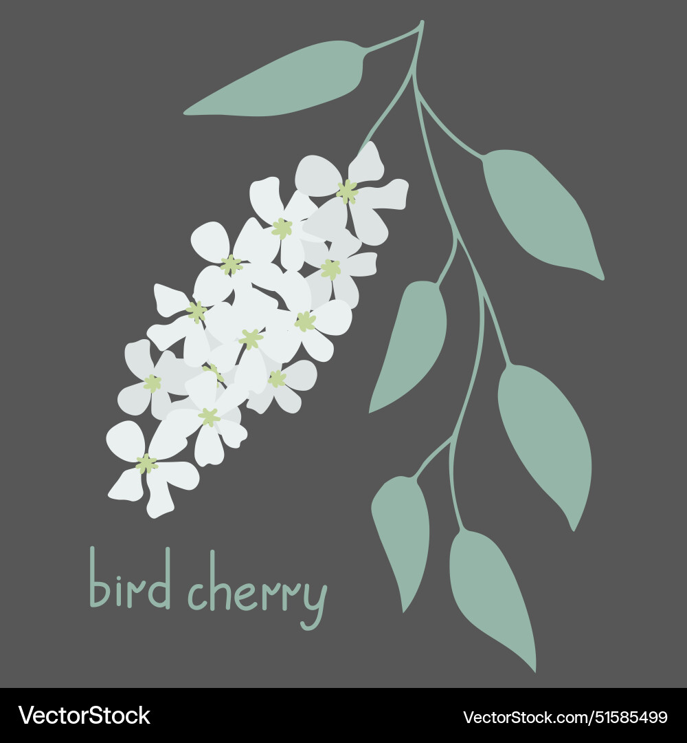 Bird cherry Royalty Free Vector Image - VectorStock