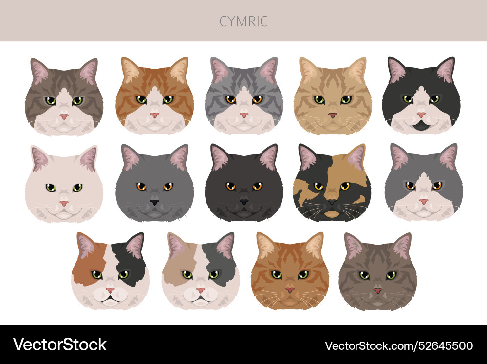 Cymric Cat Color Set - Manx Breed Royalty Free Vector Image