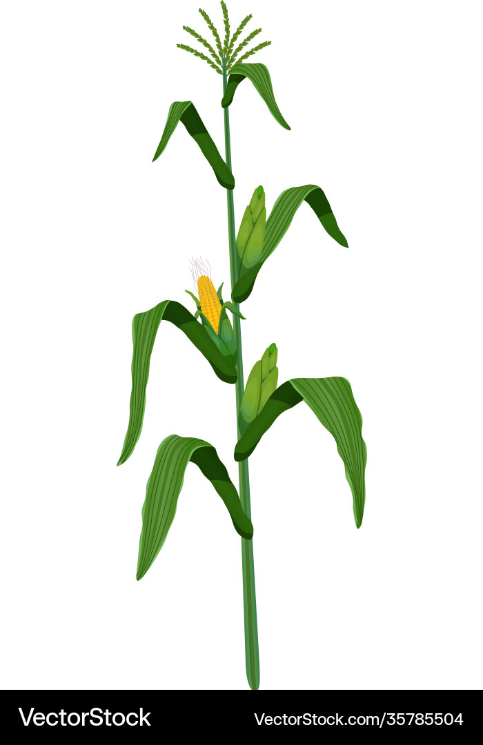 Corn realistic Royalty Free Vector Image - VectorStock