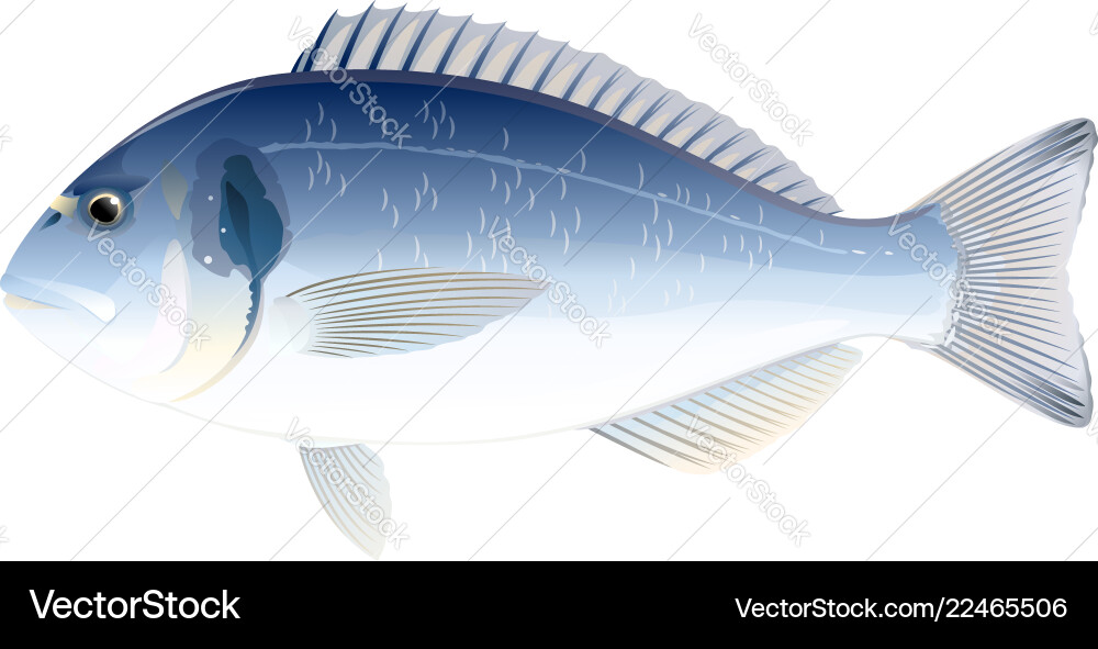 Gilt-head bream fish Royalty Free Vector Image