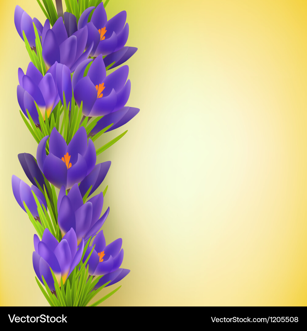 Spring card with crocus border Royalty Free Vector Image