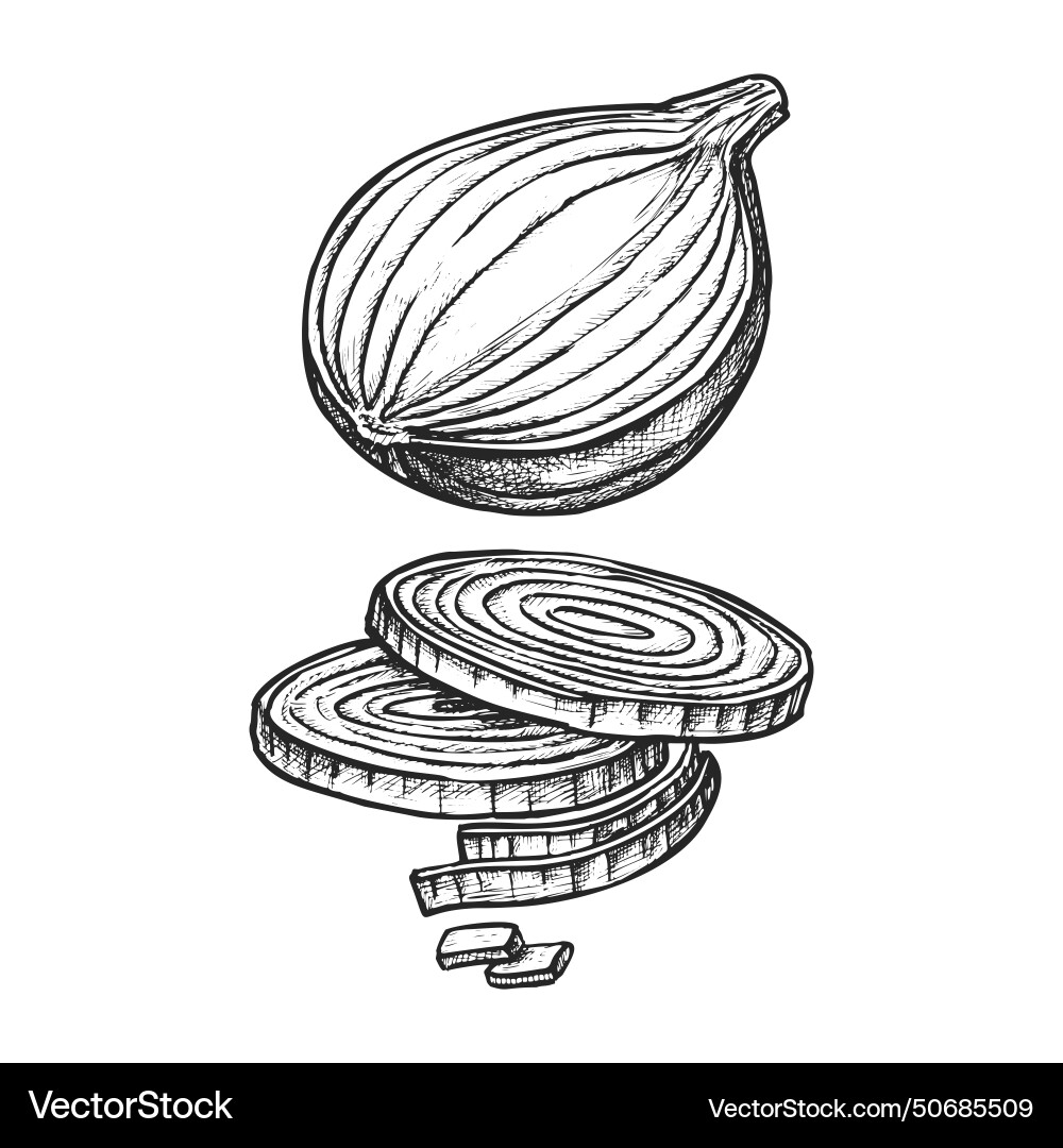 Sliced onion or drawn organic vegetable Royalty Free Vector