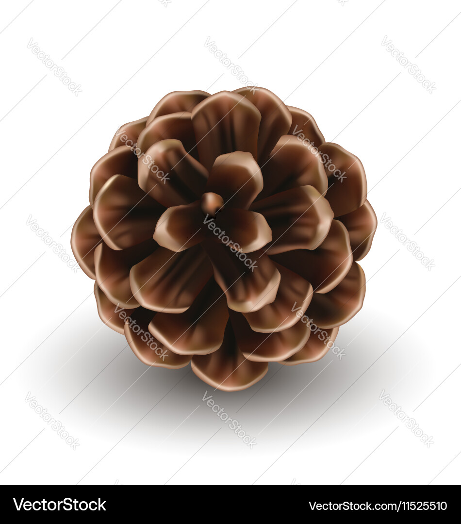 Pine cone Royalty Free Vector Image - VectorStock