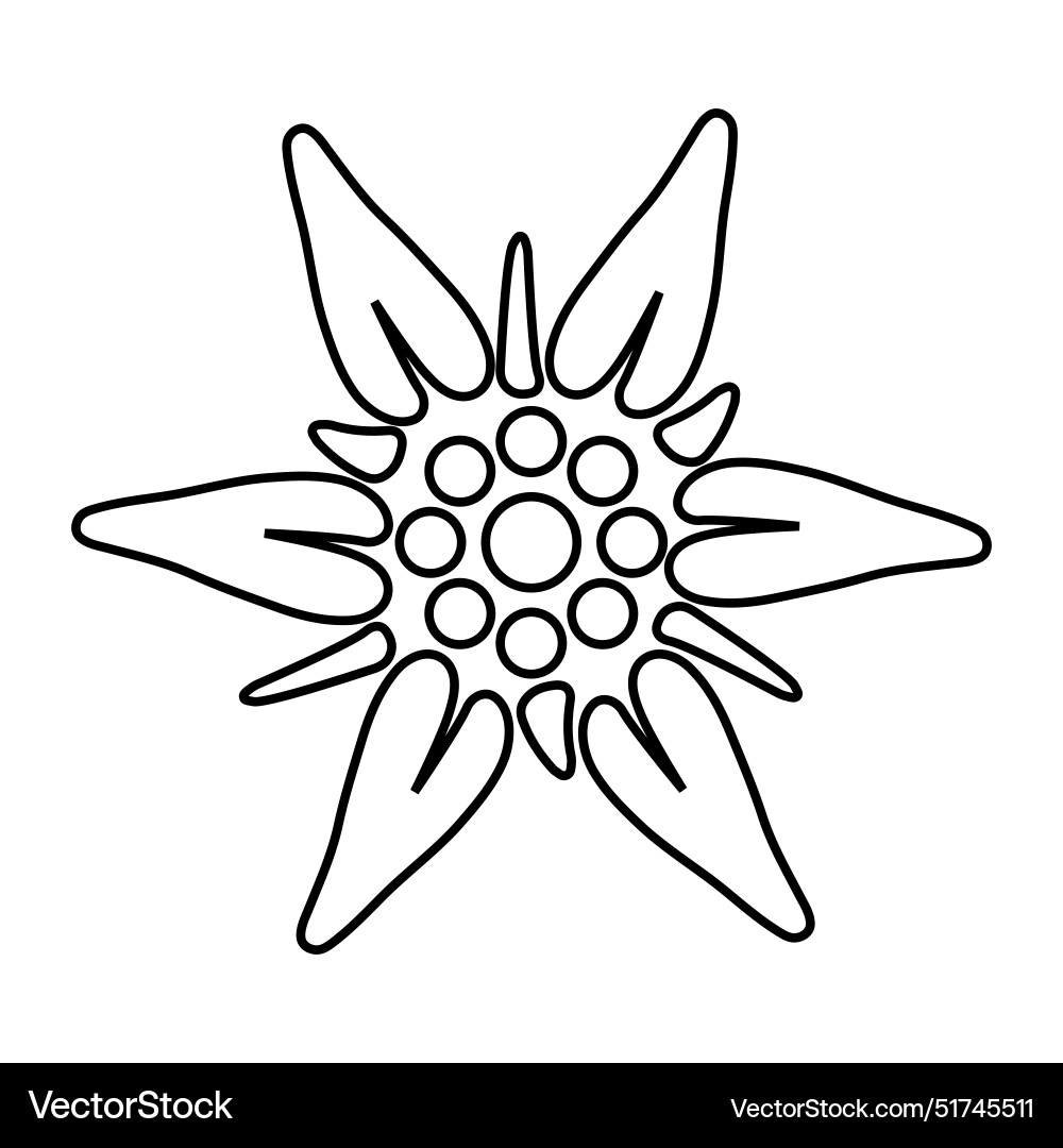 Edelweiss icon Royalty Free Vector Image - VectorStock