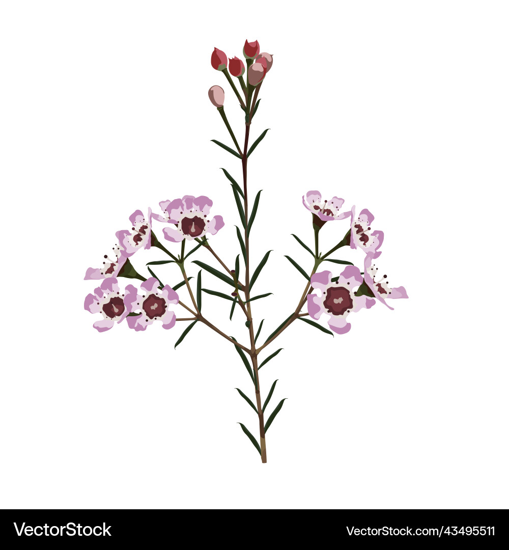 Hand drawn black and white wax flower Royalty Free Vector