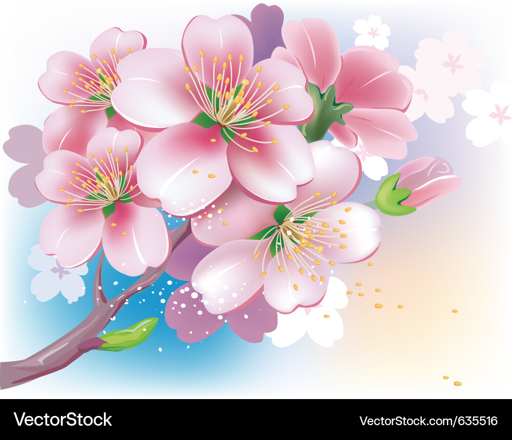 Flowers of sakura Royalty Free Vector Image - VectorStock