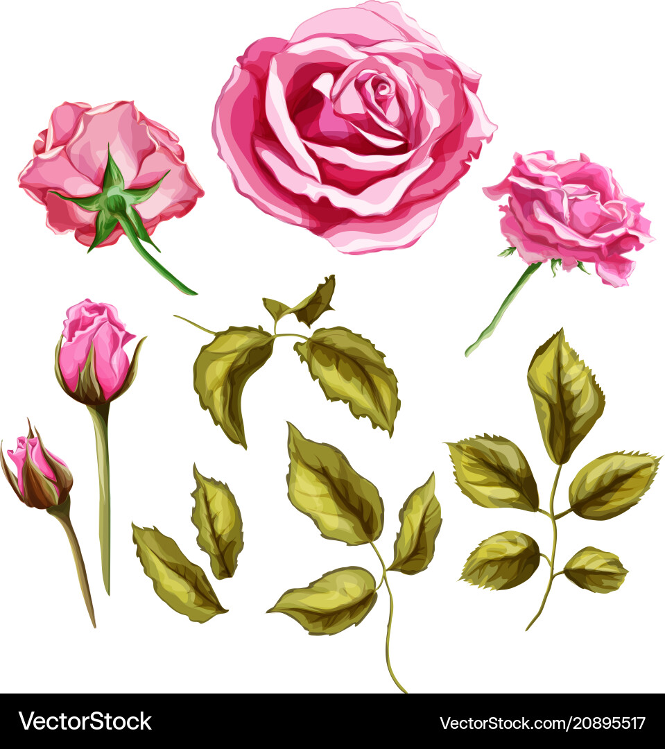 Realistic rose flower leaves stem set Royalty Free Vector