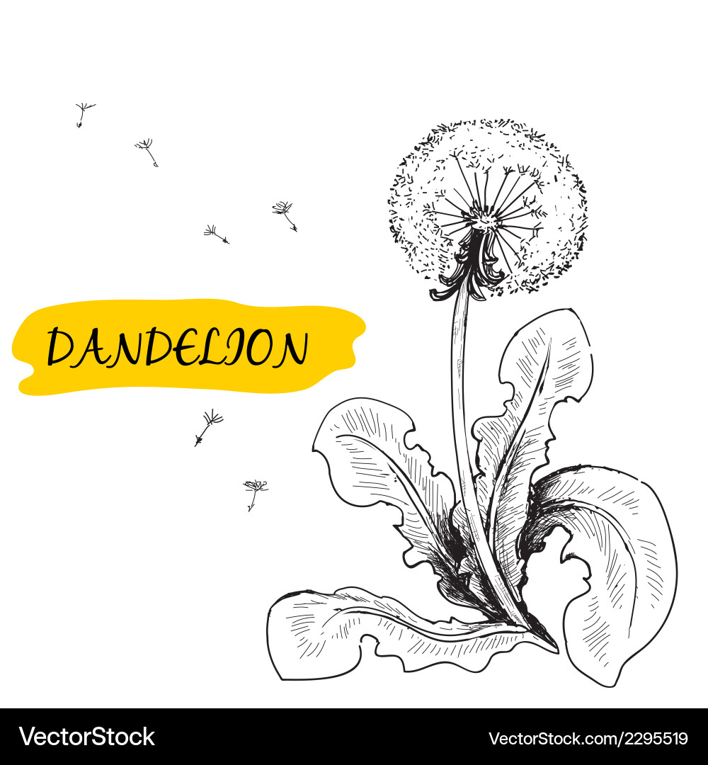 Dandelion Royalty Free Vector Image - VectorStock