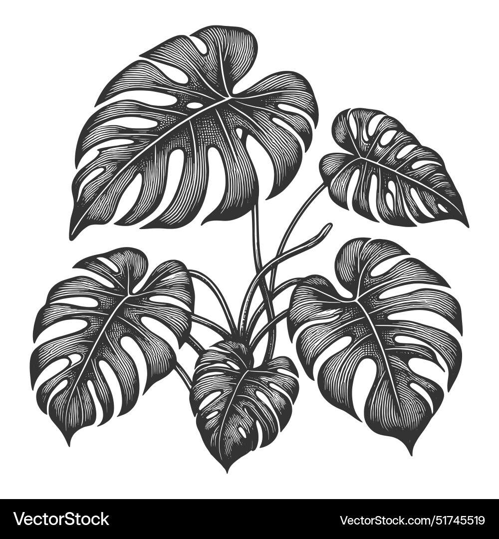 Monstera plant engraving Royalty Free Vector Image