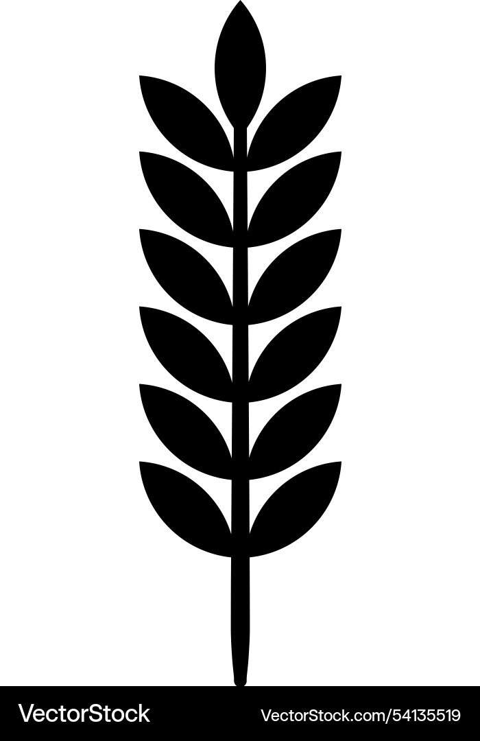 Wheat ears isolated on white Royalty Free Vector Image