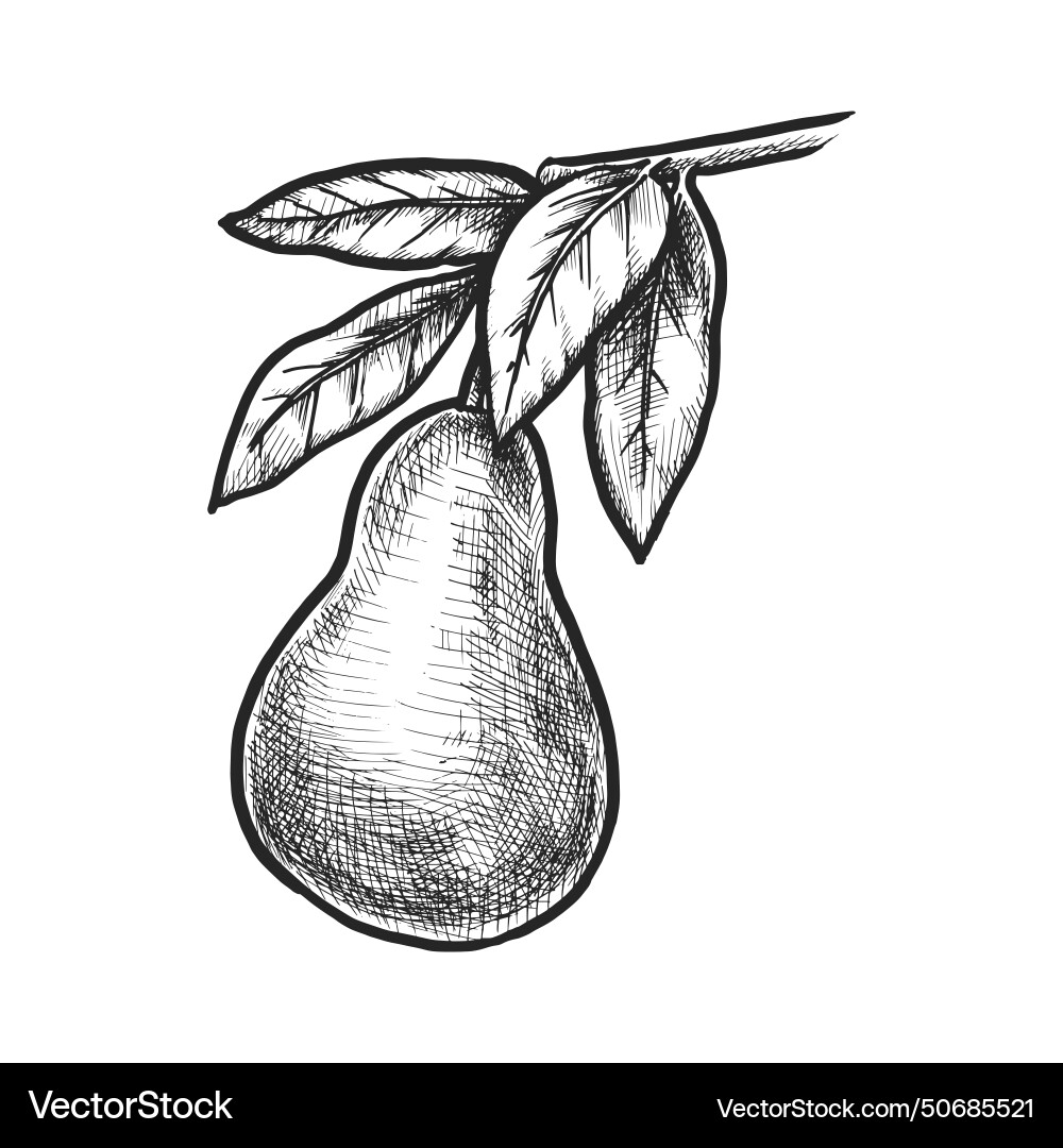 Pear sketch or plant hand drawn fruit Royalty Free Vector