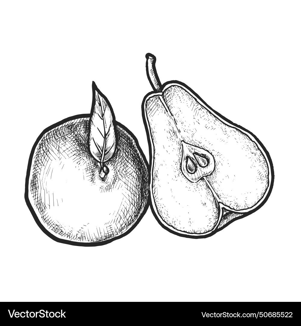 Realistic hand drawn pear and sliced fruit Vector Image