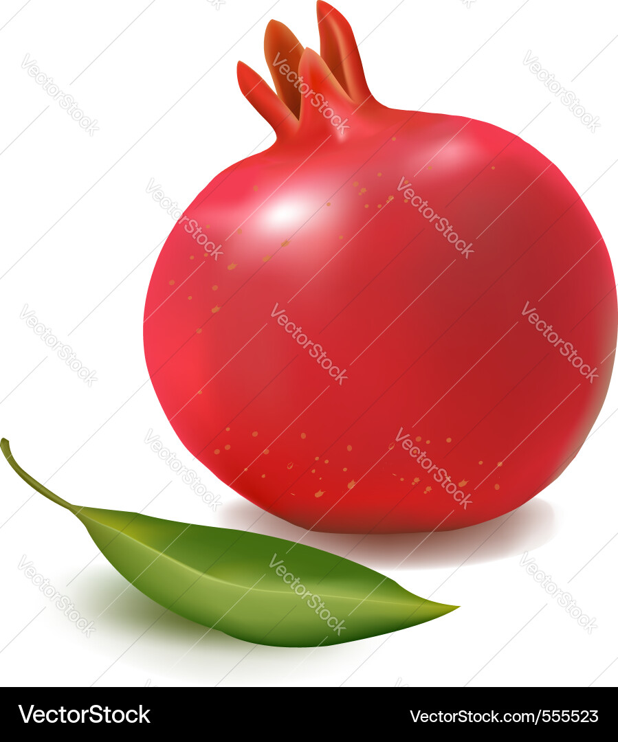 Fresh pomegranate Royalty Free Vector Image - VectorStock