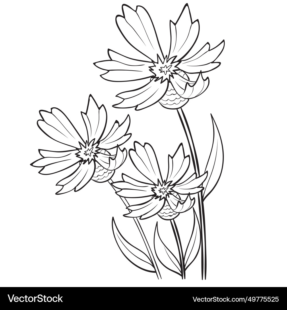 Cornflower flower sketch coloring isolated object Vector Image